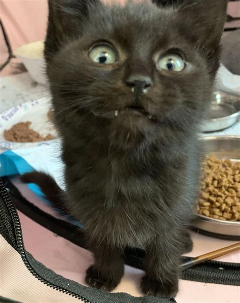 1591 Best Itty Bitty Images On Pholder Illegally Smol Cats Aww And