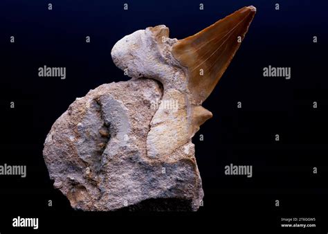 Fossil Shark Tooth Otodus Obliquus From Eocene Sample With Matrix