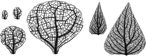simulation of leaf development using non uniform anisotropic growth