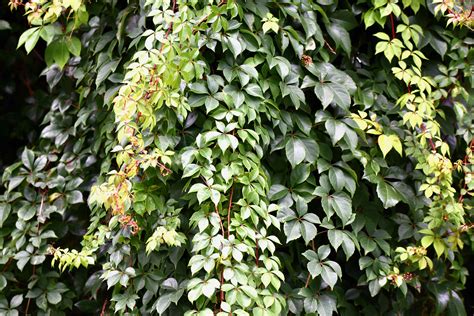 Virginia Creeper Woobind