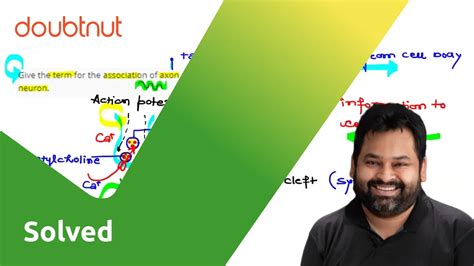 Give The Term For The Association Of Axon Of A Nerve Fibre And Dendron