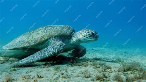 Premium Photo Big Green Turtle On The Reefs Of The Red Sea Green