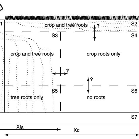 Schematic Representation Of The Interaction Between Trees And Crops In Download Scientific