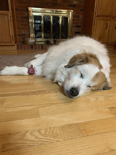 The Saga Continues With June Rgreatpyrenees