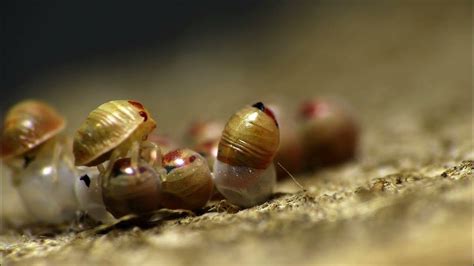 Stink Bug Pentatomidae Eggs Hatching Timelapse Youtube