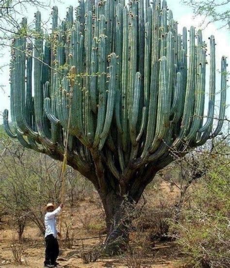 🔥 Giant Organ Pipe Cactus In Oaxaca Mexico R Natureisfuckinglit