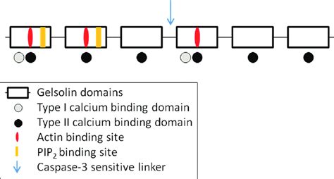 Schematic Representation Of Gelsolin Black Boxes Represent The Six