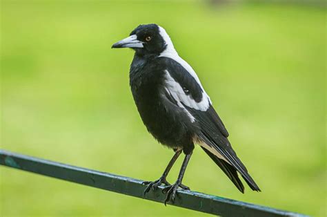 Download A Group Of Magpies And Crows Perched On Tree Branches