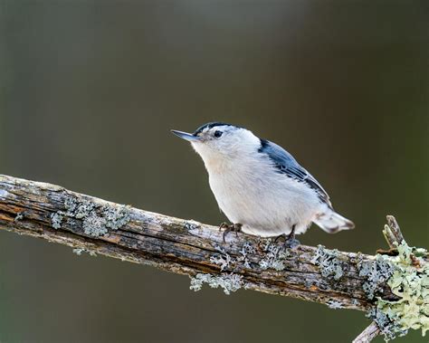 White Breasted Nuthatch Nest From Egg To Fledgling