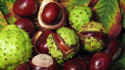 Babasil üçün Bitkilər Istifadə Qaydası Babasil Müalicəsiaz Youtube