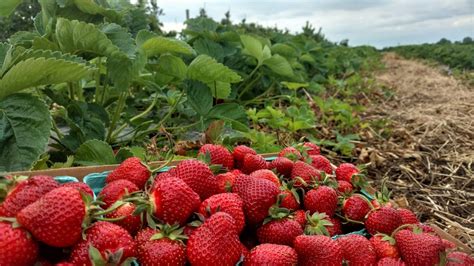 Strawberry Farm For At Martha Thompson Blog