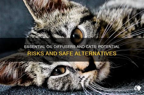 Essential Oil Diffusers And Cats Potential Risks And Safe Alternatives