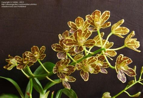 Plantfiles Pictures Species Orchid Bell Orchid Grammatophyllum