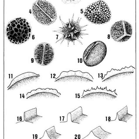 Pdf Spore Morphology And Stomatal Types In The Fern Genera Asplenium