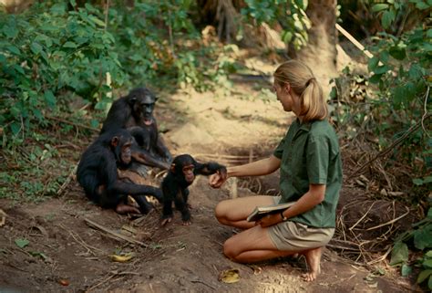 18 Amazing Photos Of A Young Jane Goodall In The 1960s And 1970s