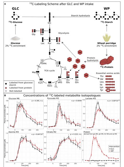 Figure 2 From Systemic Lactate Acts As A Metabolic Buffer In Humans And