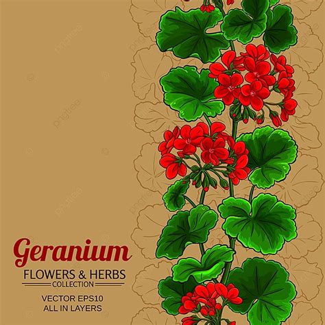 Geranium Vector Pattern On Color Background Template Download On Pngtree