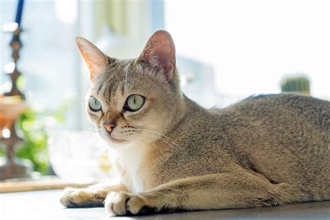 16 Small Cat Breeds That Look Like Cuddly Kittens Forever