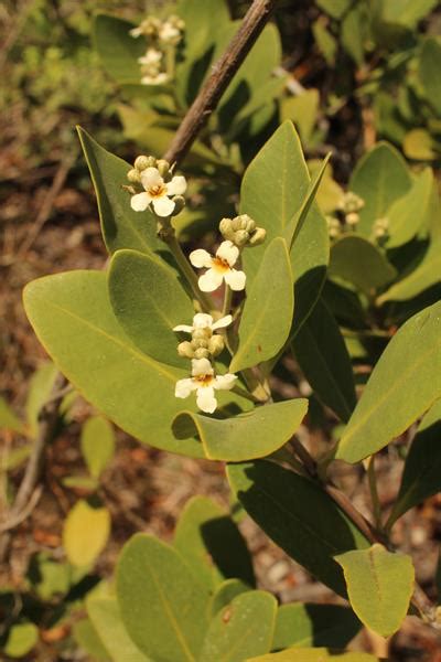 Avicennia Black Mangrove Fsus