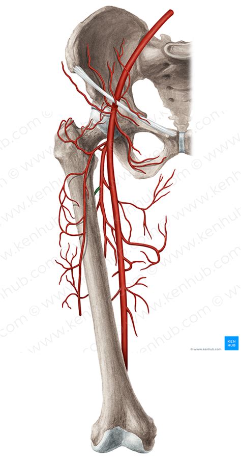 First Femoral Perforating Artery 1610 Kenhub Image License Store