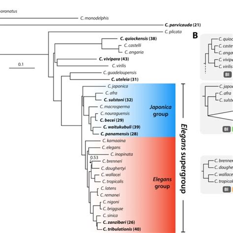Phylogenetic Relationships Of 32 Caenorhabditis Species And D