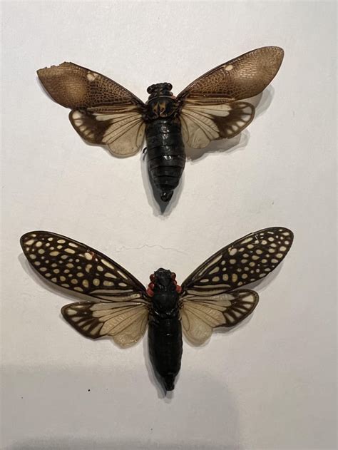 Cicada Id R Insectidentification