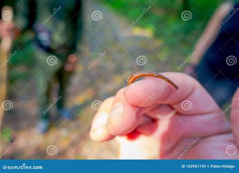 Close Up Of A Small Leech Feeding In The Finger Of A Person Located In