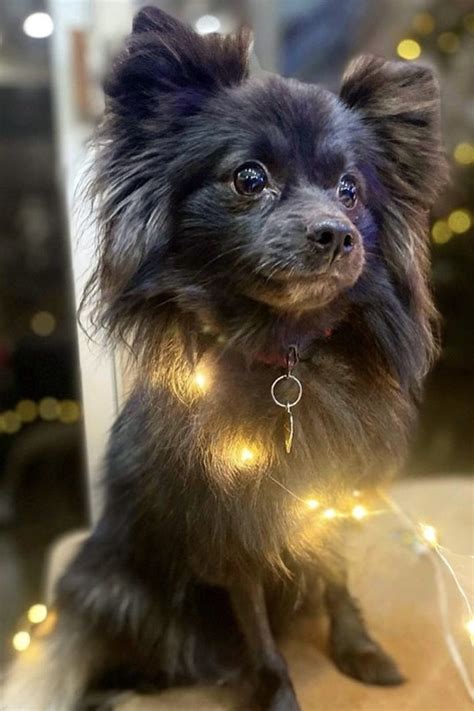 Pomchi Colors Guide Black White Merle Chocolate Etc Puptraveller