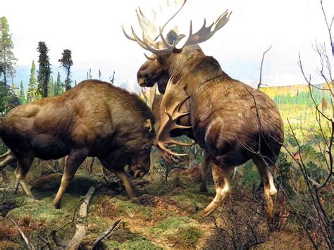 The Body Blog Selecting For Sex