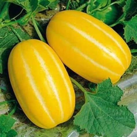 120 Korean Melon Seeds Sweet Yellow Fruit Oriental Melon Exotic