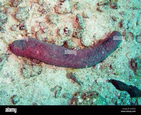 Purple And Black Edible Sea Cucumber Holothuria Edulis February 3 2008 Surin Islands Andaman