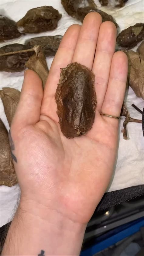 Always Interested In Insect World We Are Rarchy