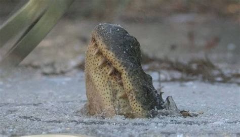 50 Mysterious Things Found Trapped In Ice