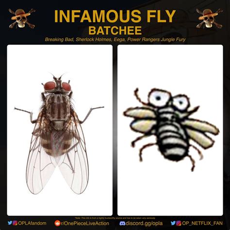 Infamous Fly Has Been Cast For The Role Of Batchee R Onepieceliveaction