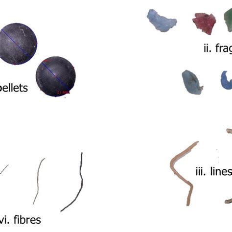 Types Of Microplastic Morphologies Identified For The Automatic Download Scientific Diagram