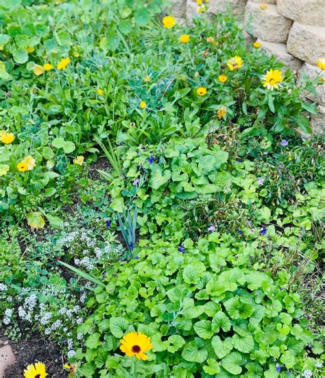 Growing A Mini Meadow The Part Time Gardener