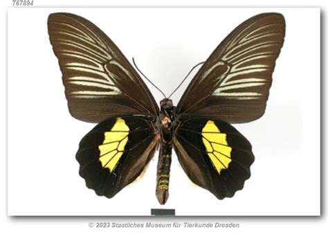 Troides Haliphron Bauermanni Type Specimens