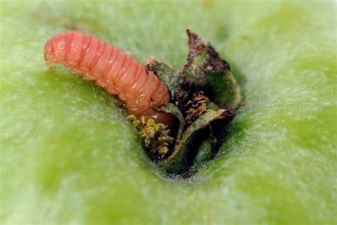 Codling Moth Killer Naturally Kill Codling Moth And Protect Apple Trees