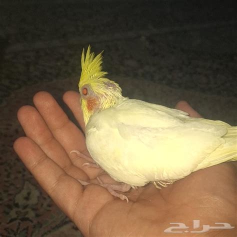 البينو ابيض واصفر احمر العين كروان البينو ابيض ا موقع حراج