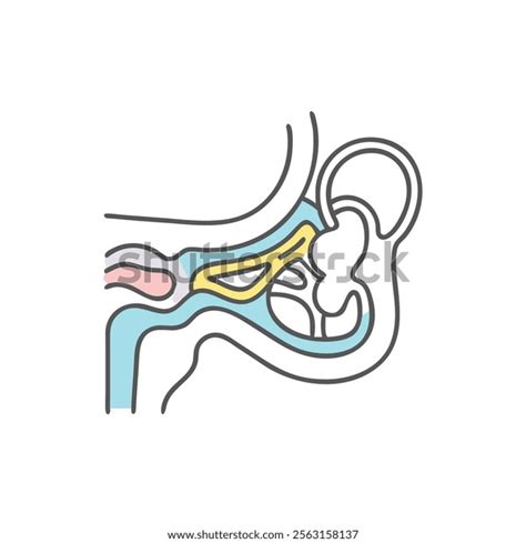 Detailed Auditory Canal Anatomy Representation Stock Vector Royalty Free 2563158137 Shutterstock