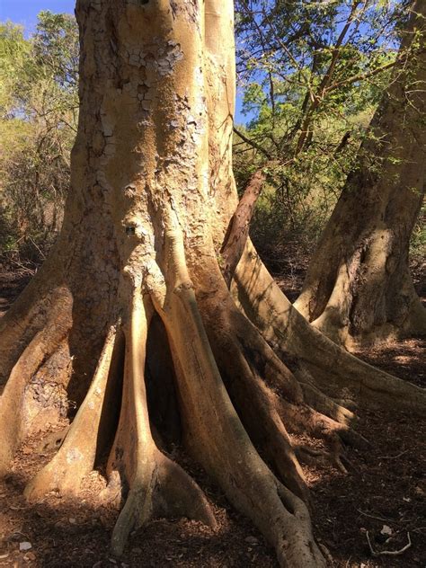 Ficus Sycomorus Sycomorus Figweb