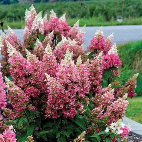 Hydrangea Paniculata Candelabra Panicle Hydrangea Siteone