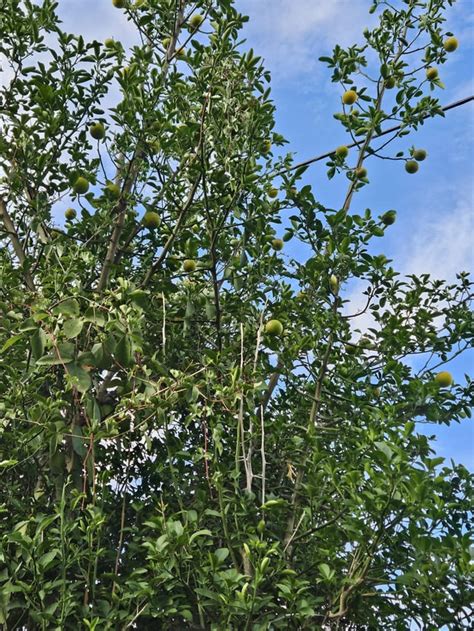 What Kind Of Tree Is This Tia Rtree