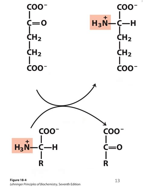 Enzymatic Transamination Diagram Quizlet