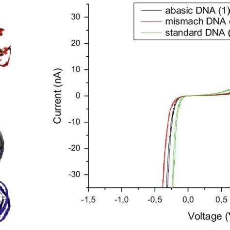 Left The Projections Show Views Along The Molecular Axis After 10 Ns