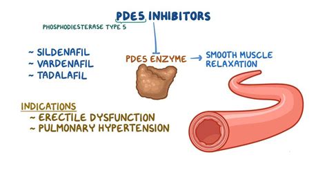 Pde3 Inhibitors Moa At Ken Escobar Blog