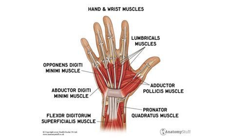 Hand And Wrist Anatomy Motion And Structures Anatomystuff