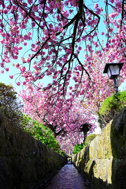 八重の疏水 By Shika1957 （id：12369831） 写真共有サイトphotohito