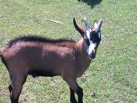 Kozlík Habrkovice Kutná Hora Prodám Chovzvířatcz