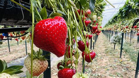 Chichester Grower Sees Larger Strawberries After Perfect Spring Bbc
